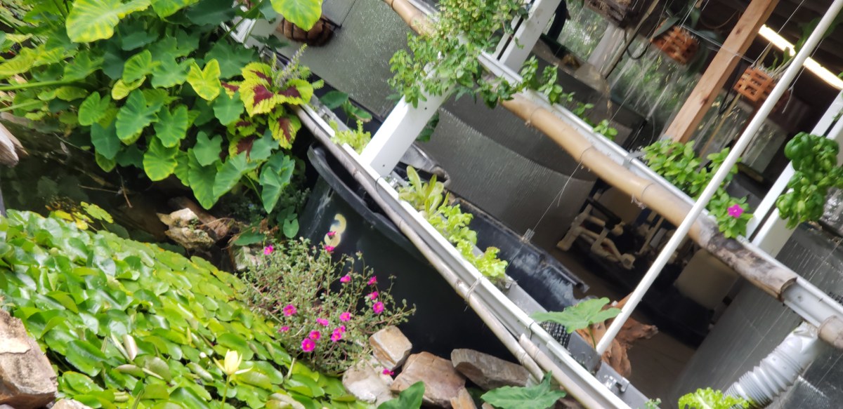 Mosquitos, fresh basil and snakes — oh my! – Ram Nation Aquascience