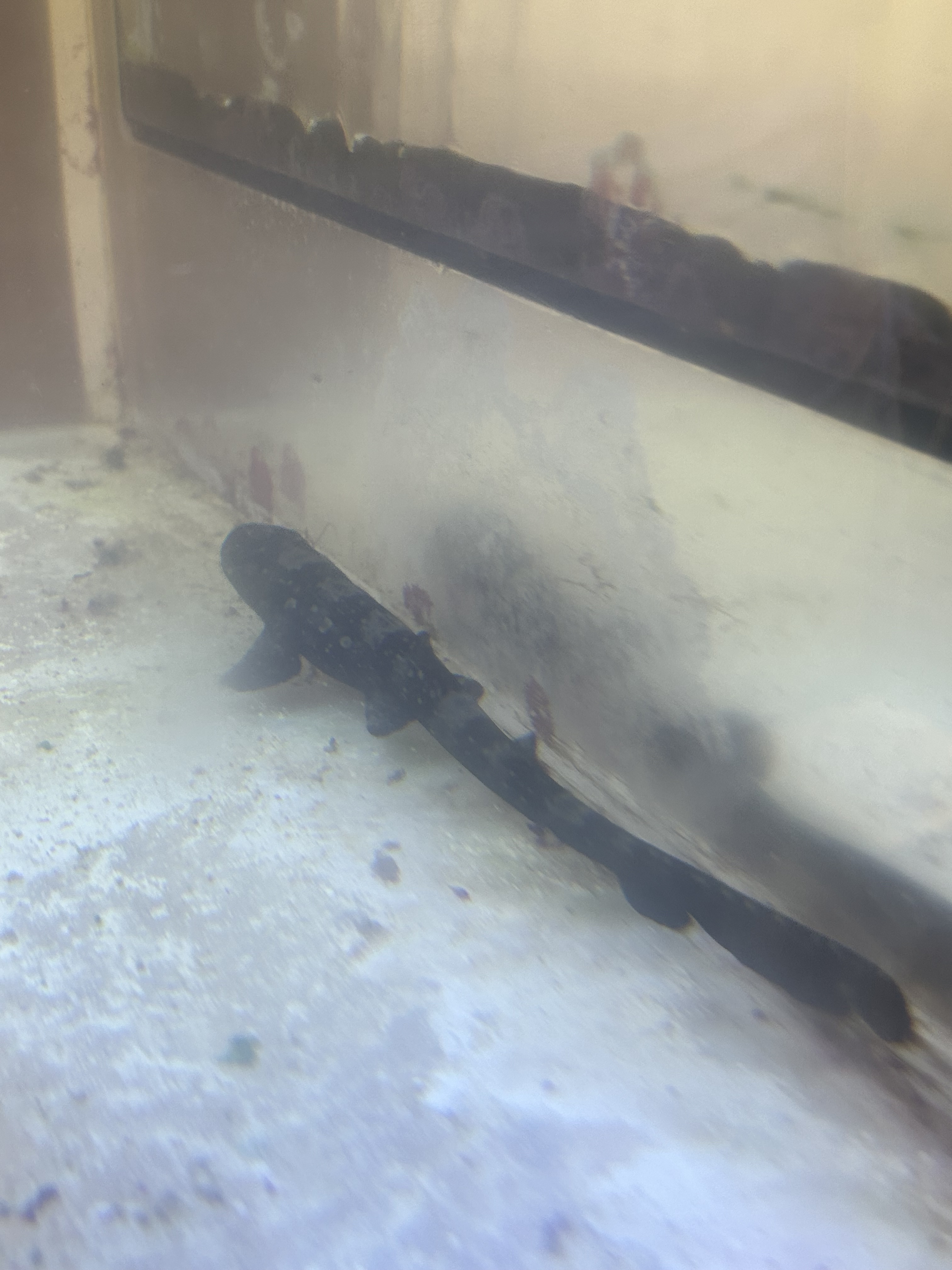Seaworld Baby Sharks and Shark Eggs Arrive at the RHS Marine Program ...