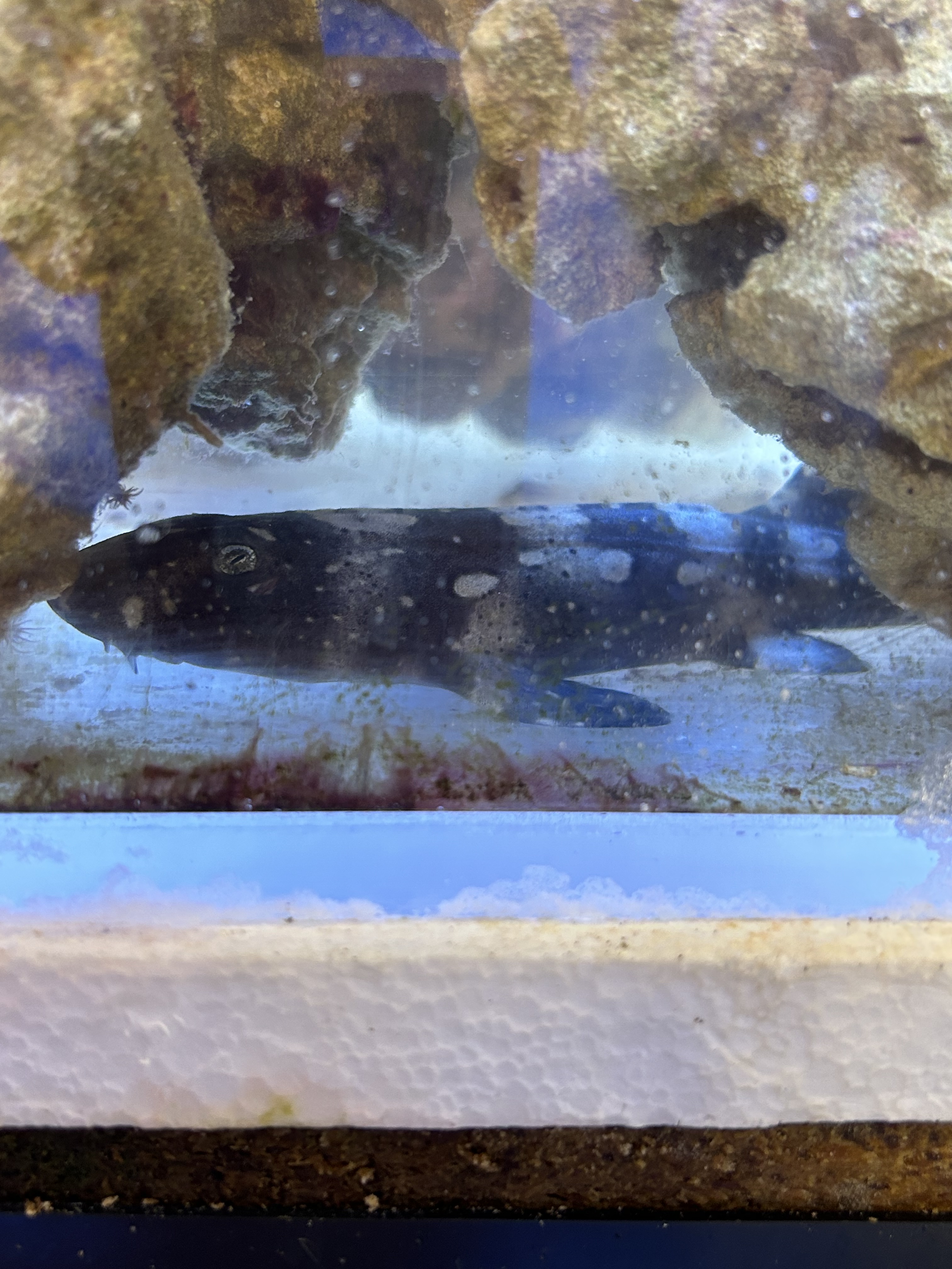 Seaworld Baby Sharks and Shark Eggs Arrive at the RHS Marine Program ...