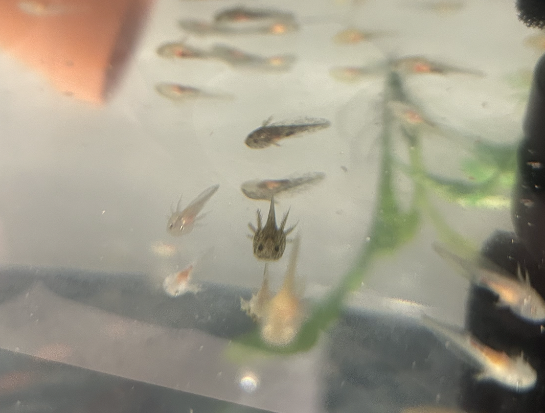 That’s a “Lotl” Axolotls! – Ram Nation Aquascience