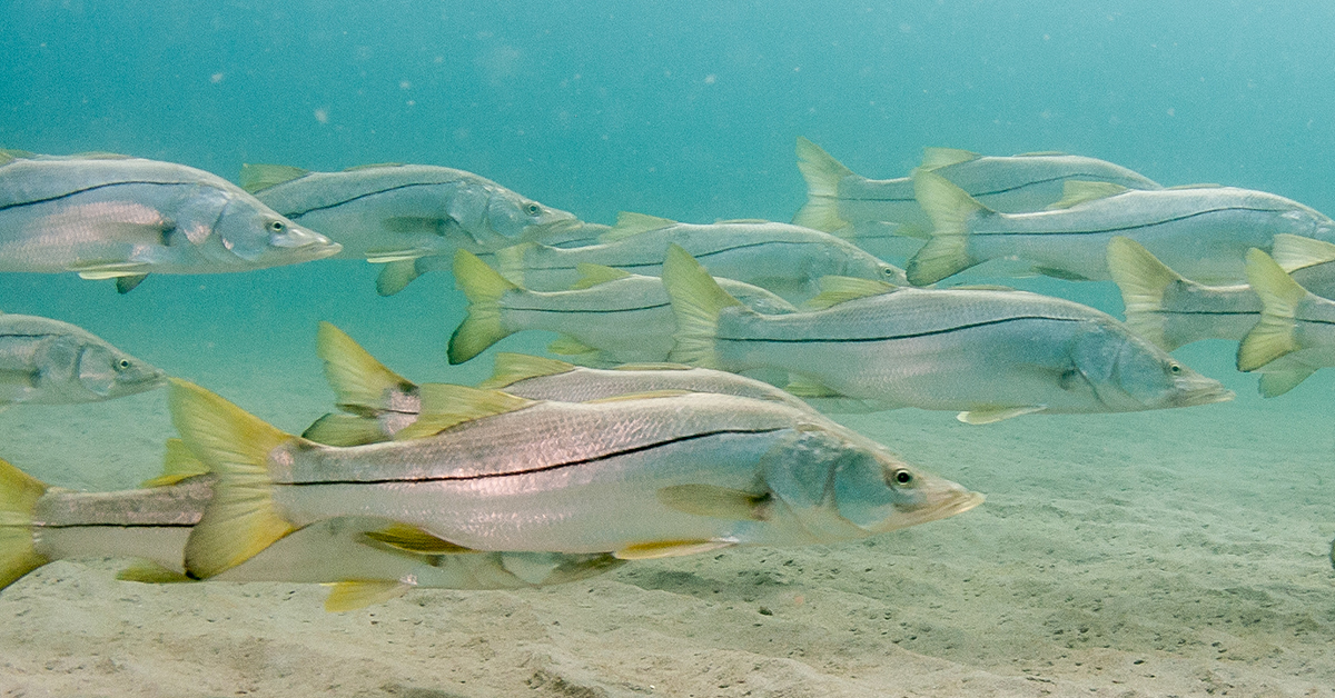 Snook – Ram Nation Aquascience